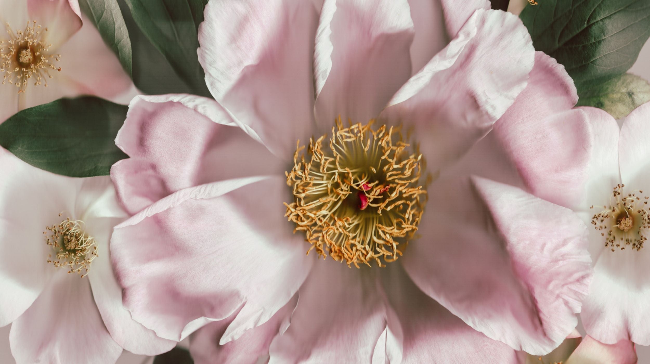 Blooming Beauties – madebykenzy