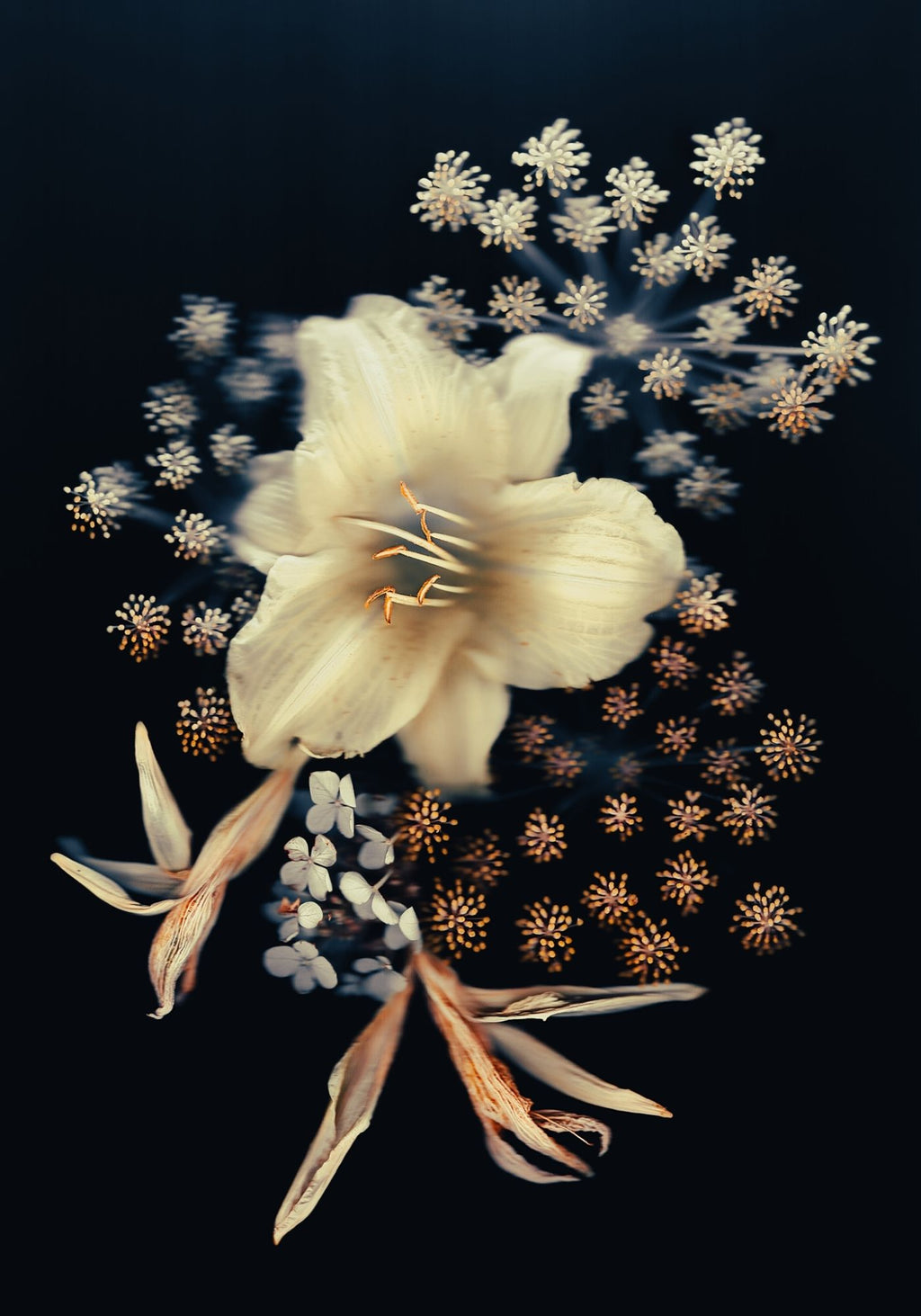 Floral Stars - Botanical Photographic Fine Art Print | Made by Kenzy ...